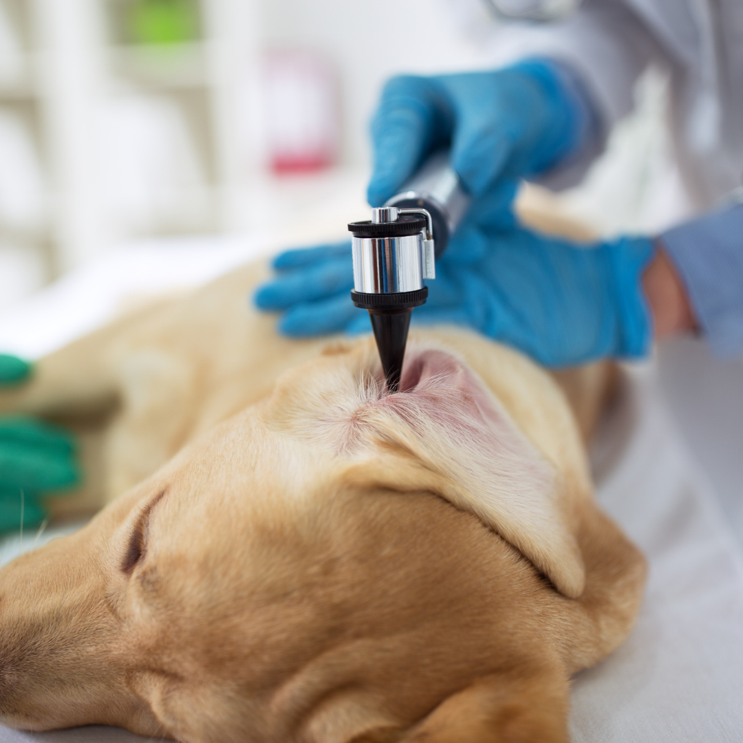 CÓMO SABER SI TU PERRO TIENE OTITIS - MIROVET